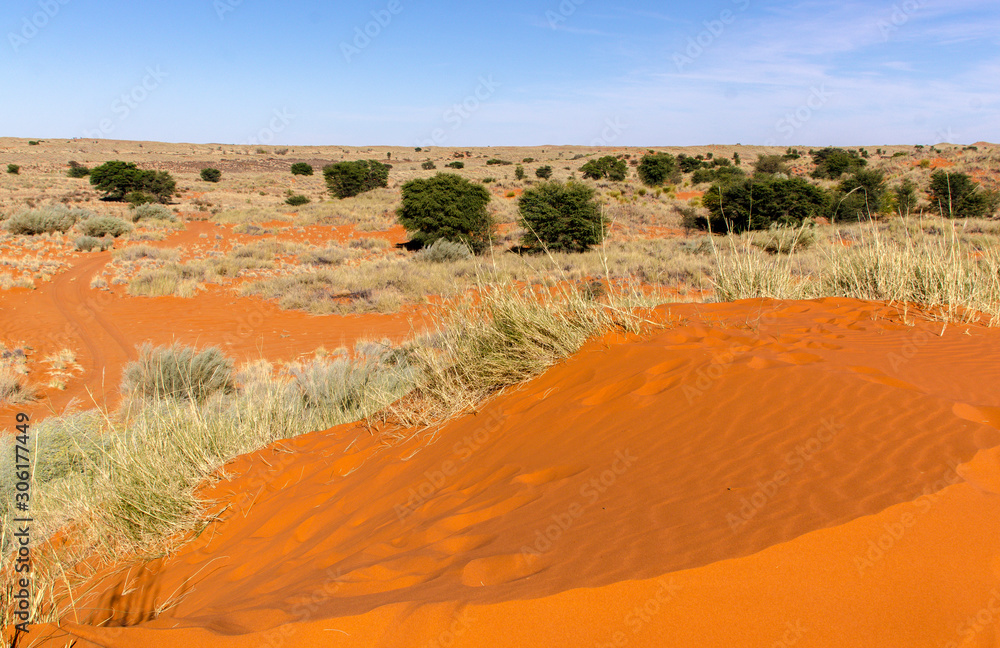 Parc national Kalahari Gemsbok, parc transfrontalier de Kgalagadi ...