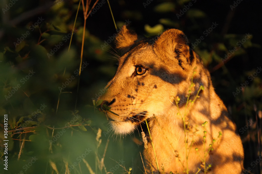 Lioness, African lion, (Panthera leo) hiding in the dark from a ...