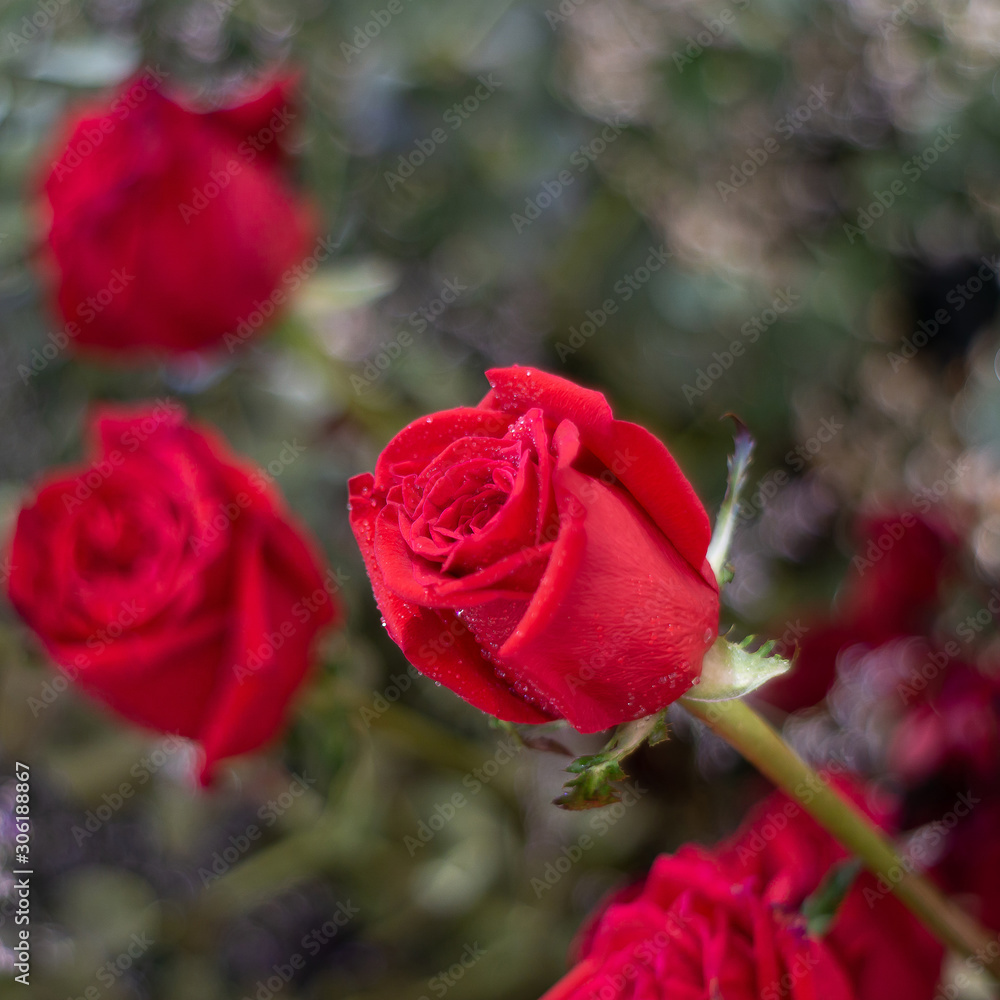 Cute Red Rose Flower Wallpaper