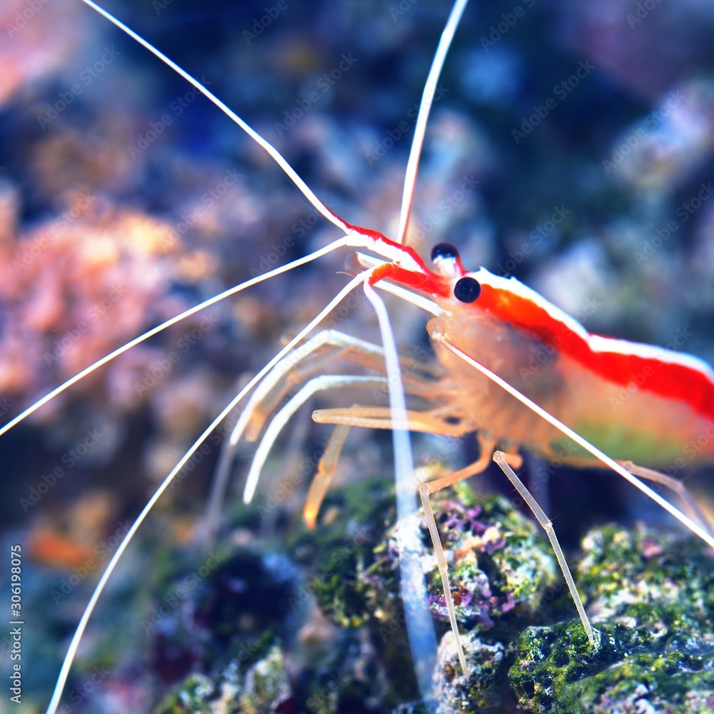 LYSMATA AMBOINENSIS | REEF AQUARIUM