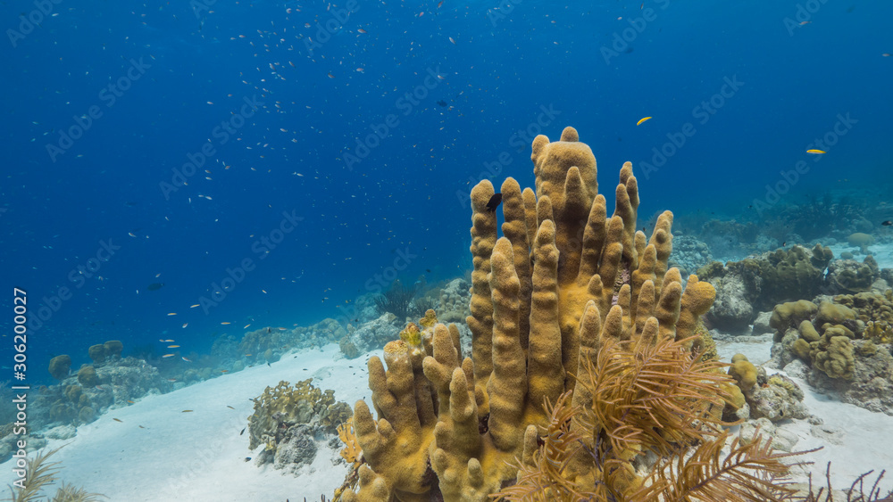 Pillar Coral