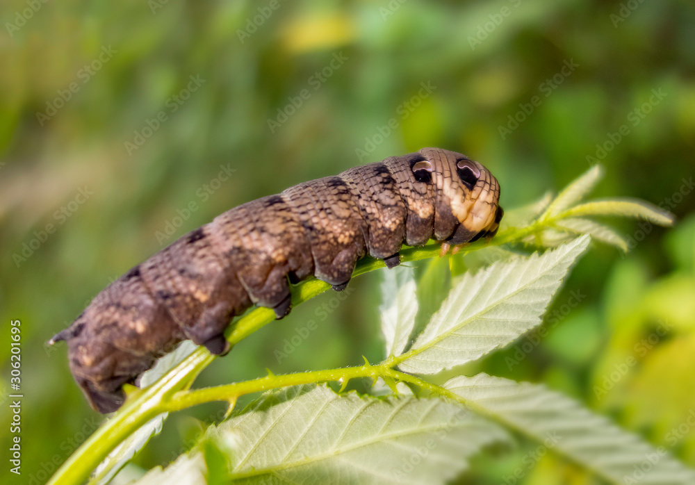 elephant hawk moth larva Stock Photo | Adobe Stock