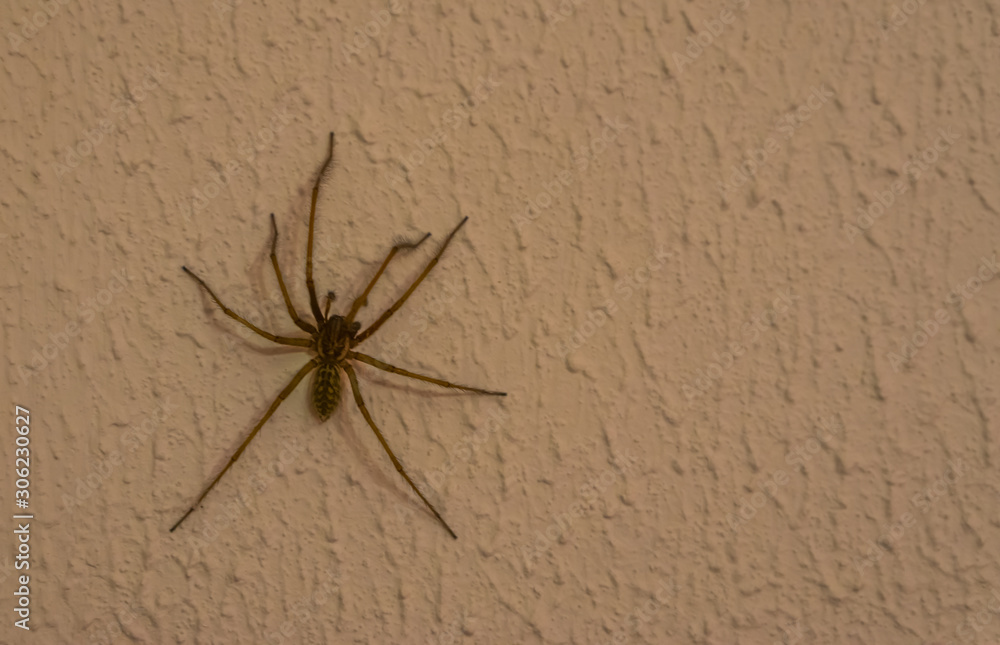 Domestic House Spider