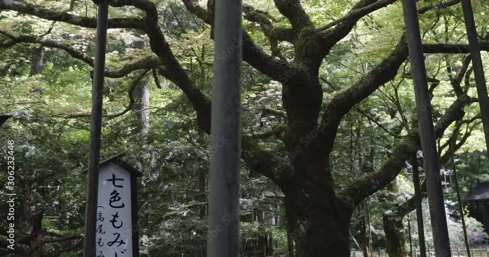 ancient maple tree in japanese temple, low angle revealing shot Stock ...