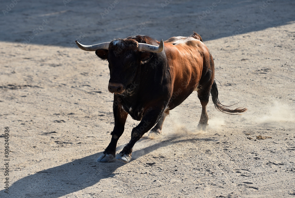un fuerte toro con grandes cuernos en una plaza de toros Stock Photo ...