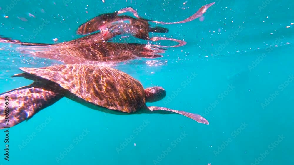 Cute turtle swimming underwater in clear blue ocean sea. Beautiful ...