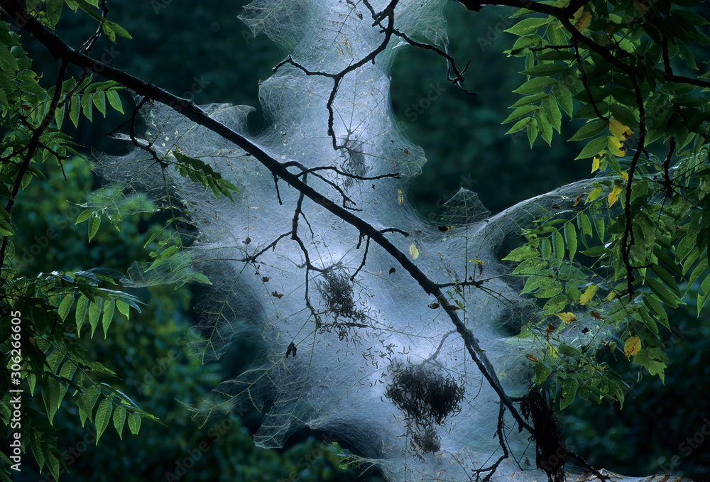 A large nest of the fall webworm (Hyphantria cunea). The webworm larvae ...