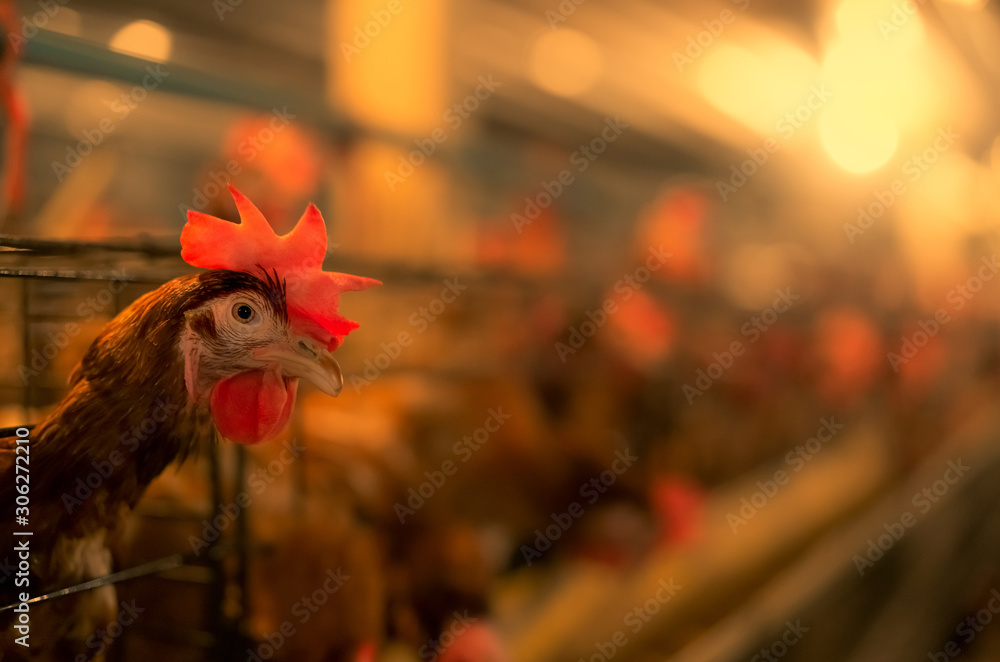 Chicken farm. Egg-laying chicken in cages. Commercial hens poultry ...