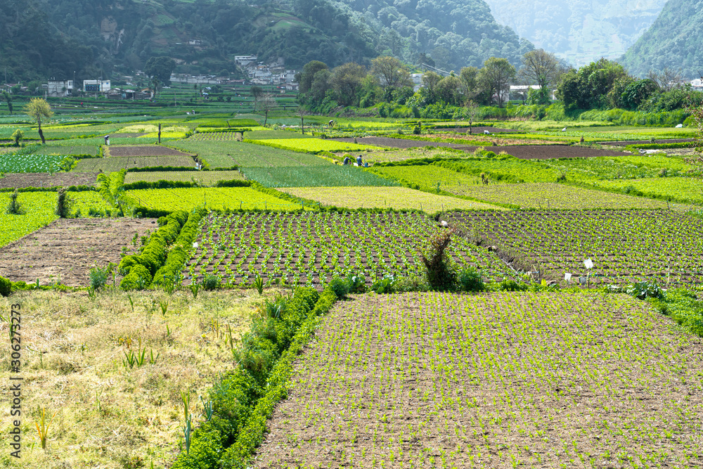 Almolonga en Guatemala tierra generosa de ricos alimentos. Stock Photo ...