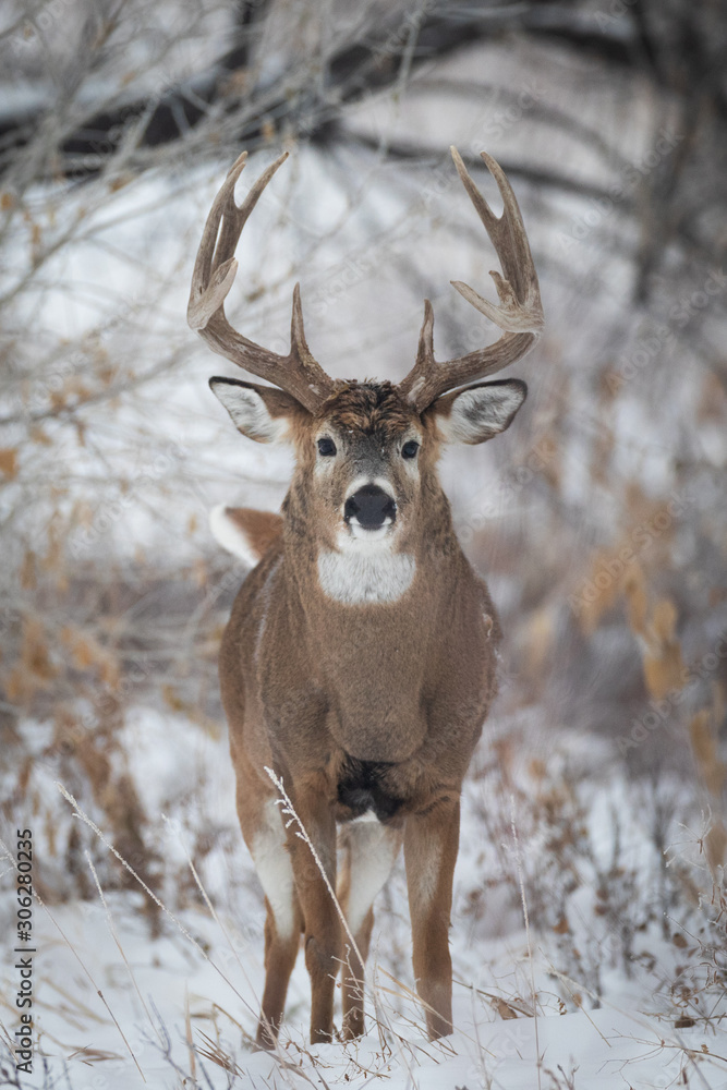 Big Buck in Snow Stock Photo | Adobe Stock