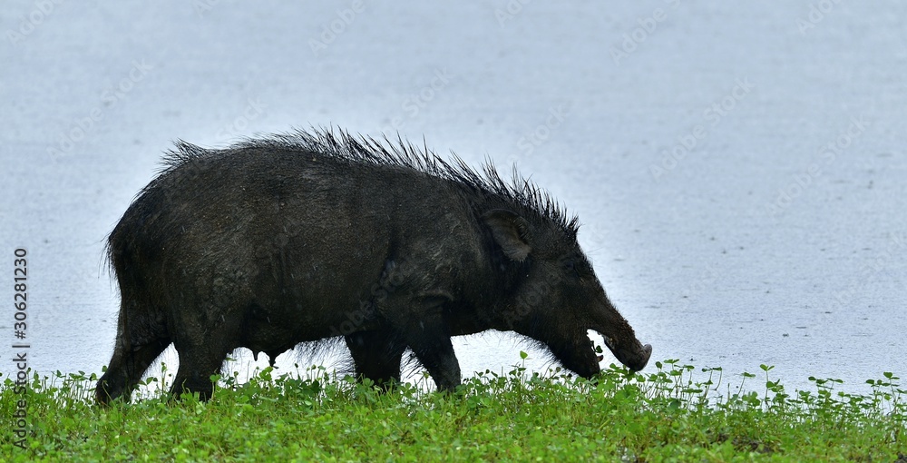 The Indian boar (Sus scrofa cristatus), also known as the Andamanese ...