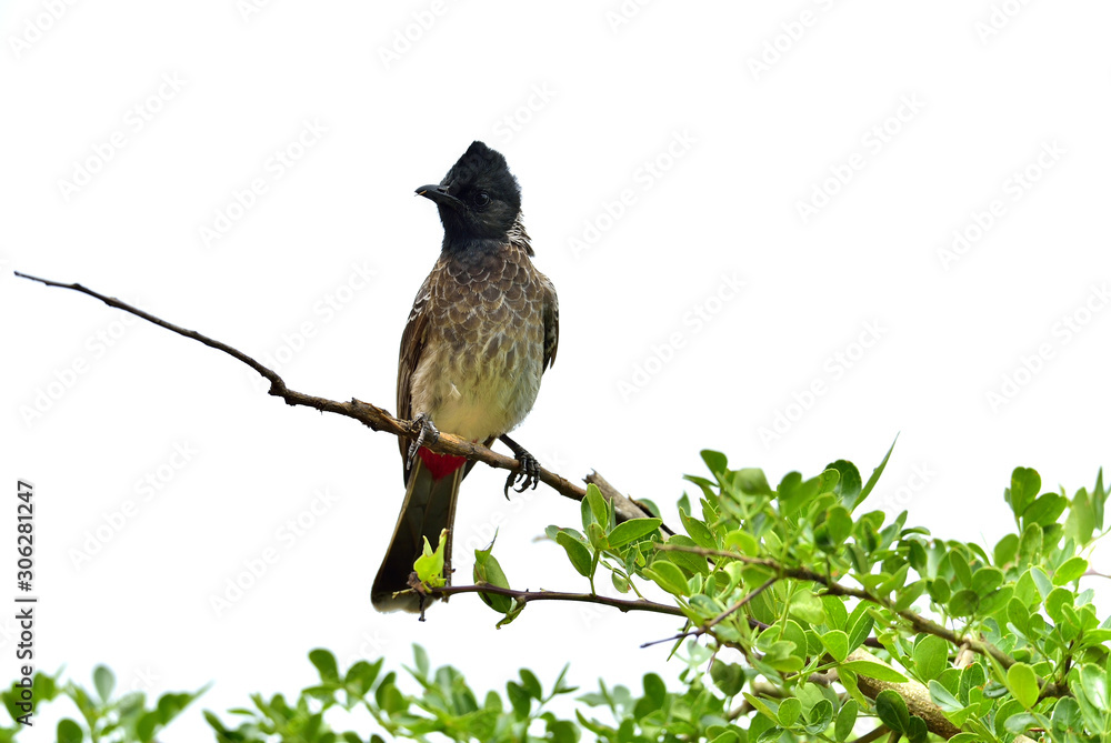 Bird on the branch of tree. Isolated on white background. The red ...