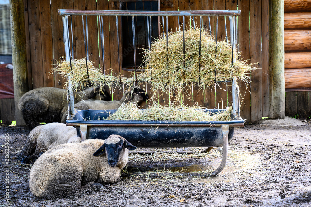 sheep in a dirt floor pin with a hay feeding trough Stock Photo | Adobe ...