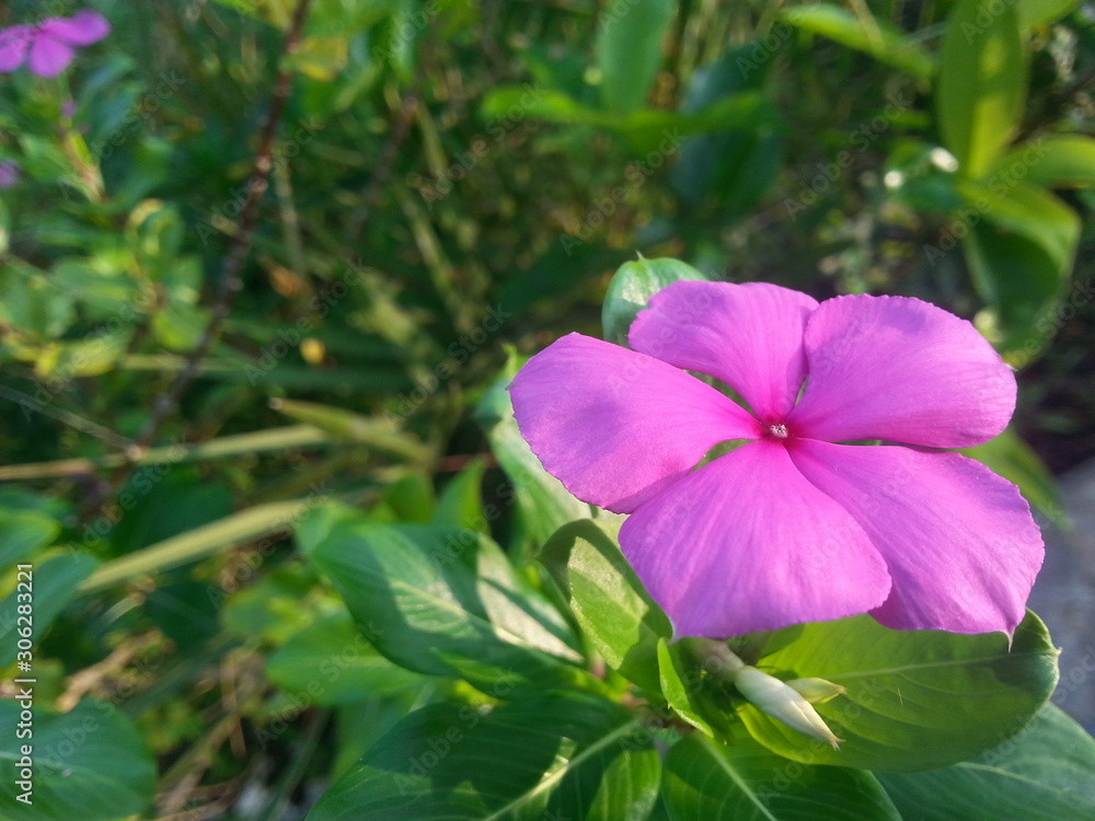 Vinca rosea belongs to family Apocynaceae. The common names of the herb ...