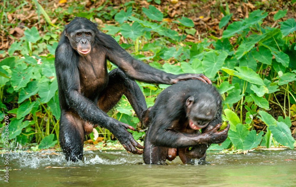 Fighting Bonobos ( Pan paniscus). The Bonobo ( Pan paniscus), called ...