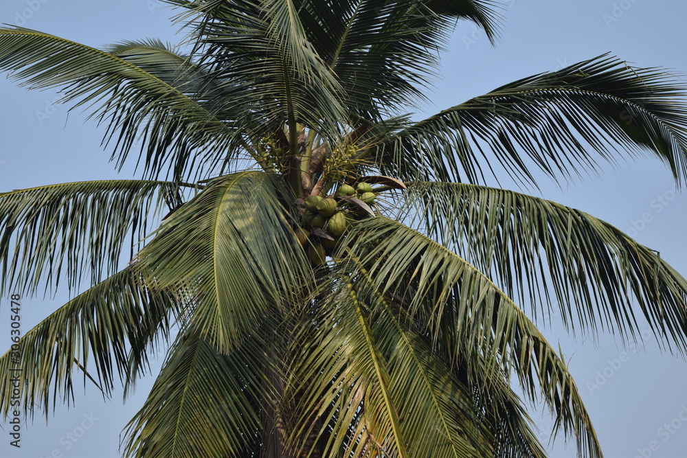 coconut fruits and tree is hugely available at seashore area in India ...