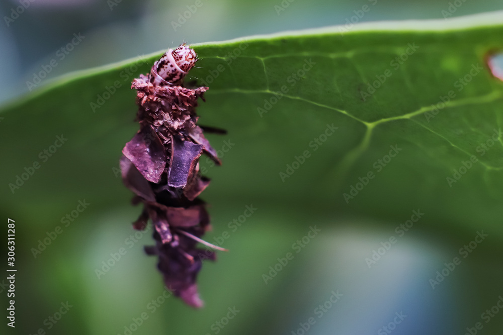 Stockfoto med beskrivningen tinea pellionella, a case-bearing moth, is ...