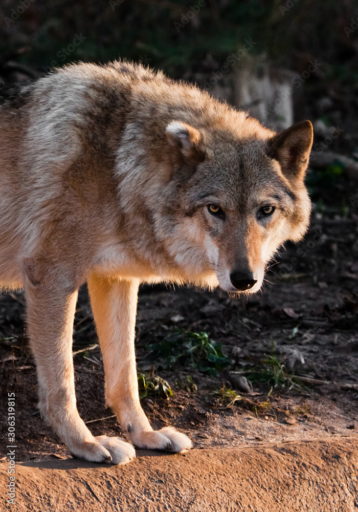 Golden Brown Wolf With Blue Eyes
