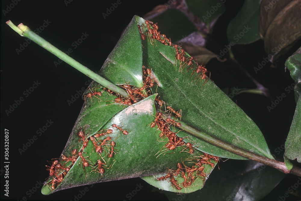 Tree ant nest. Family: Arthropod. Ants of the genus Crematogaster make ...