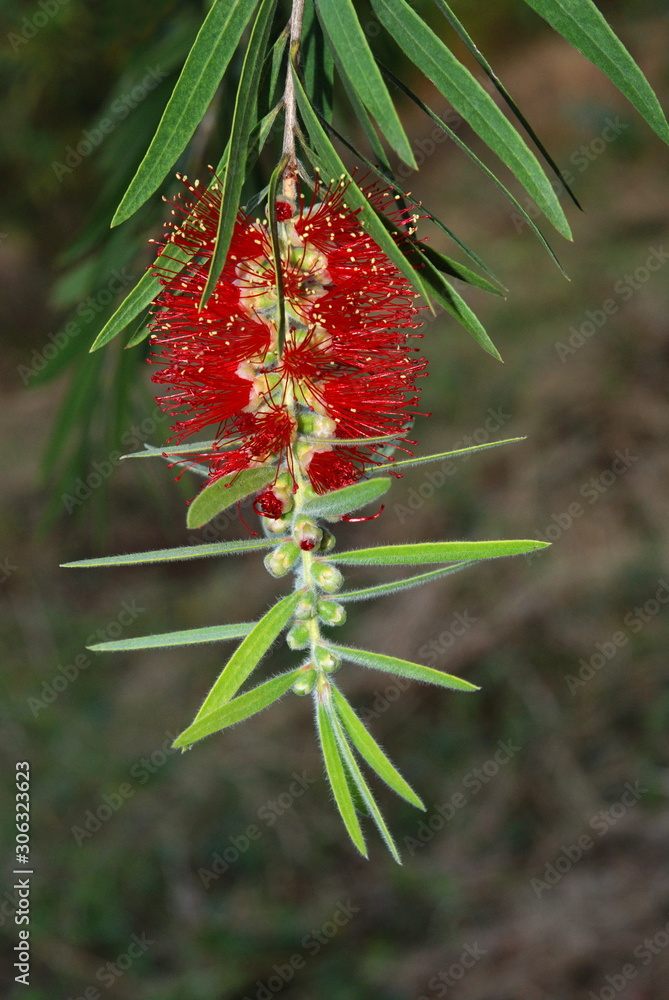 Callistemon Rigidus