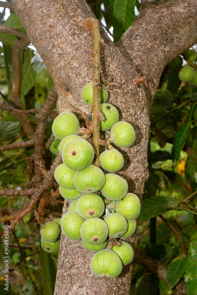 Bunch of unripe fruits of the wild fig tree, Ficus racemosa called ...