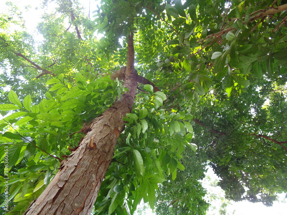 Indian Mahogany Tree Leaf