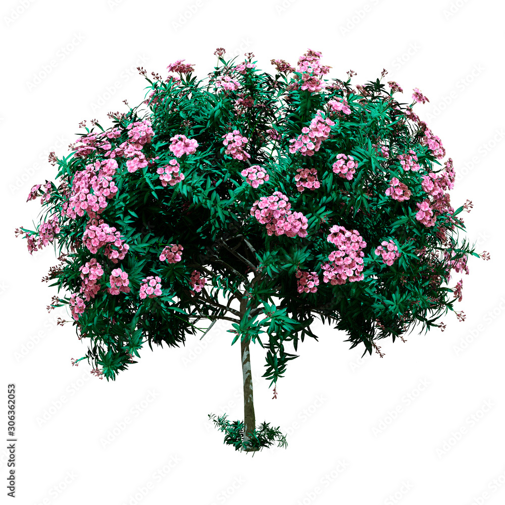 3D Rendering Nerium Oleander Tree on White Stock Illustration | Adobe Stock