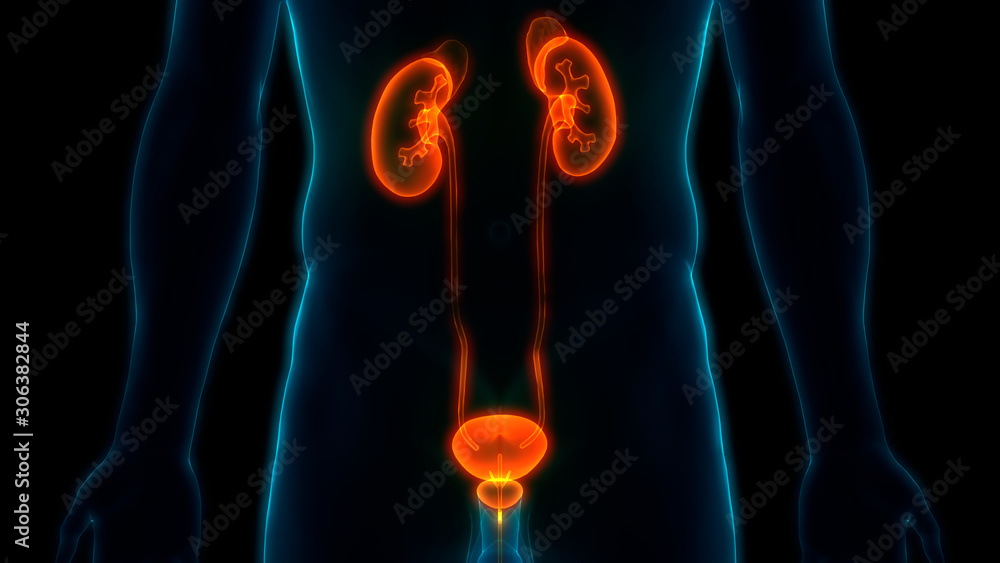 Human Internal Organs Urinary System Anatomy Stock Illustration | Adobe ...