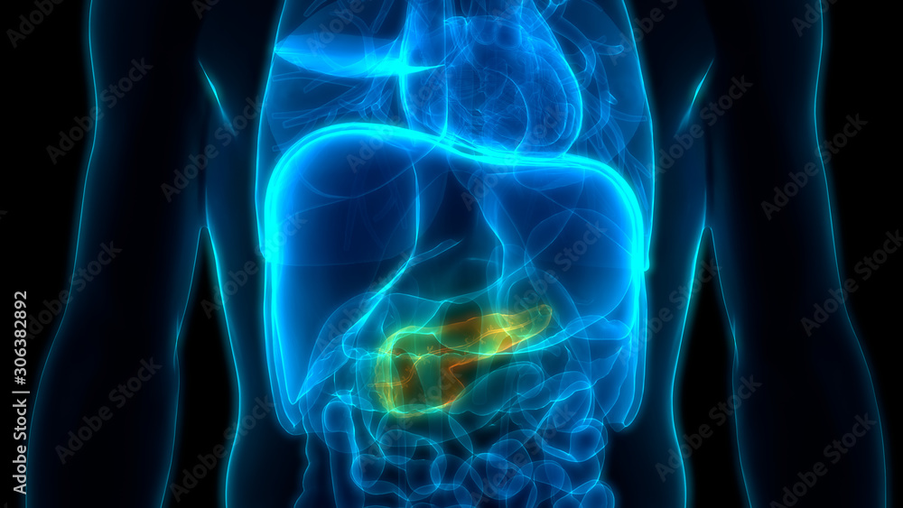 Human Internal Digestive Organ Pancreas Anatomy Stock Illustration ...