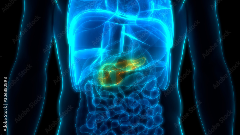 Human Internal Digestive Organ Pancreas Anatomy Stock Illustration ...