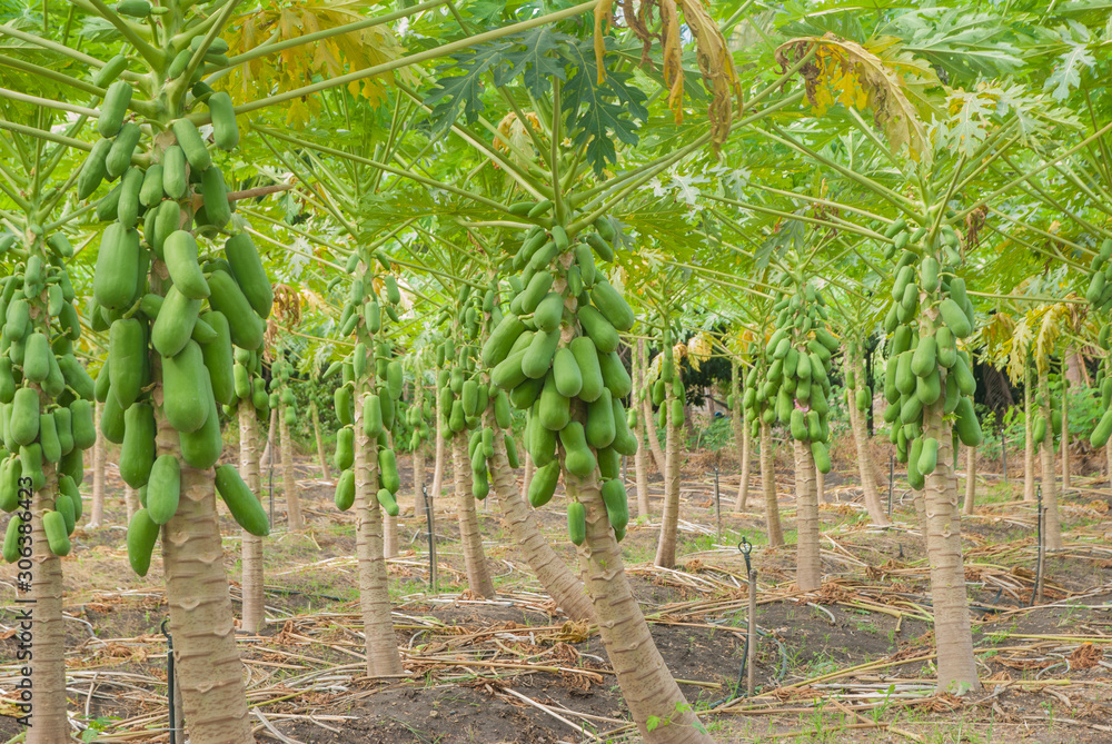 Papaya Farming In Thailand