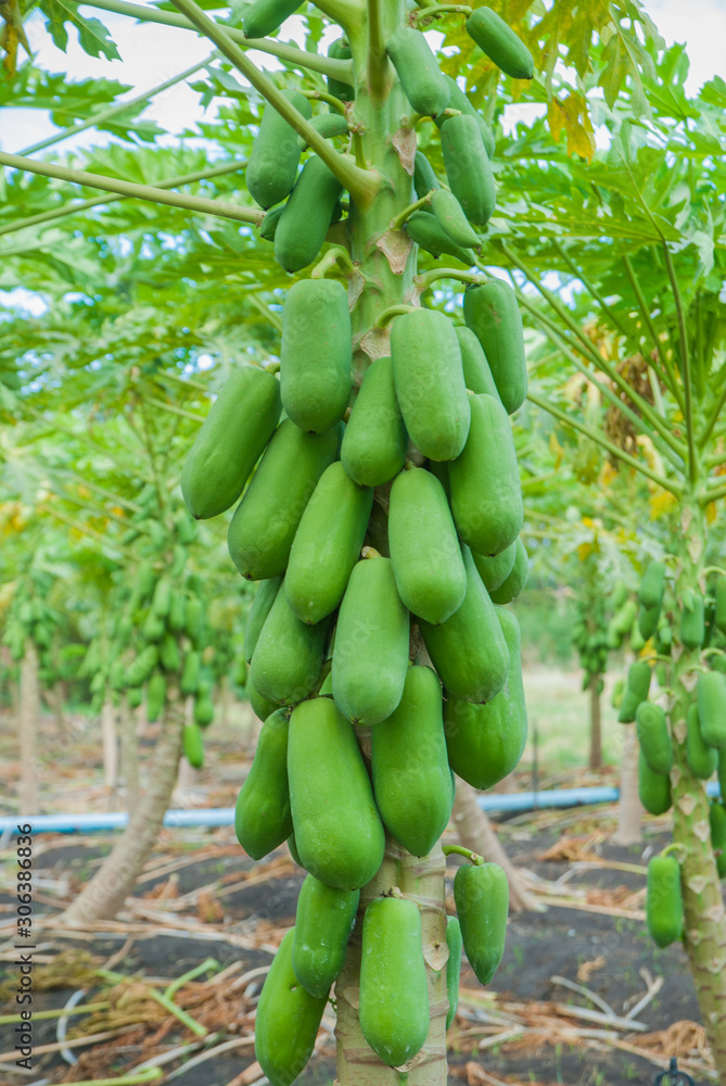 Papaya tree, Papaya tree farm, Papaya tree farm from Thailand country ...