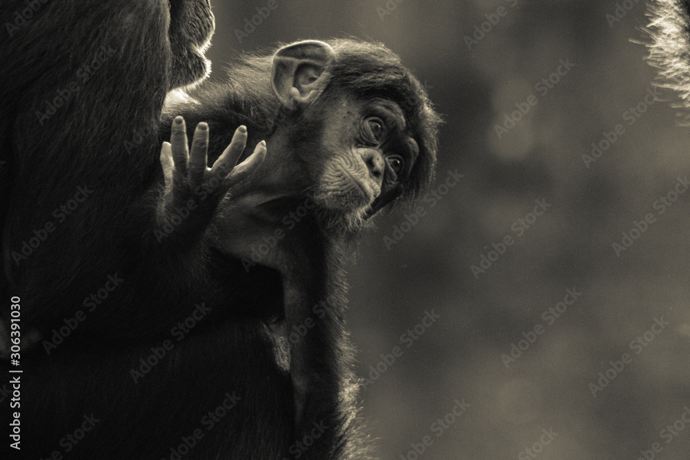 tier, säugetier, tierpark, wild lebende tiere, wild, natur, black ...