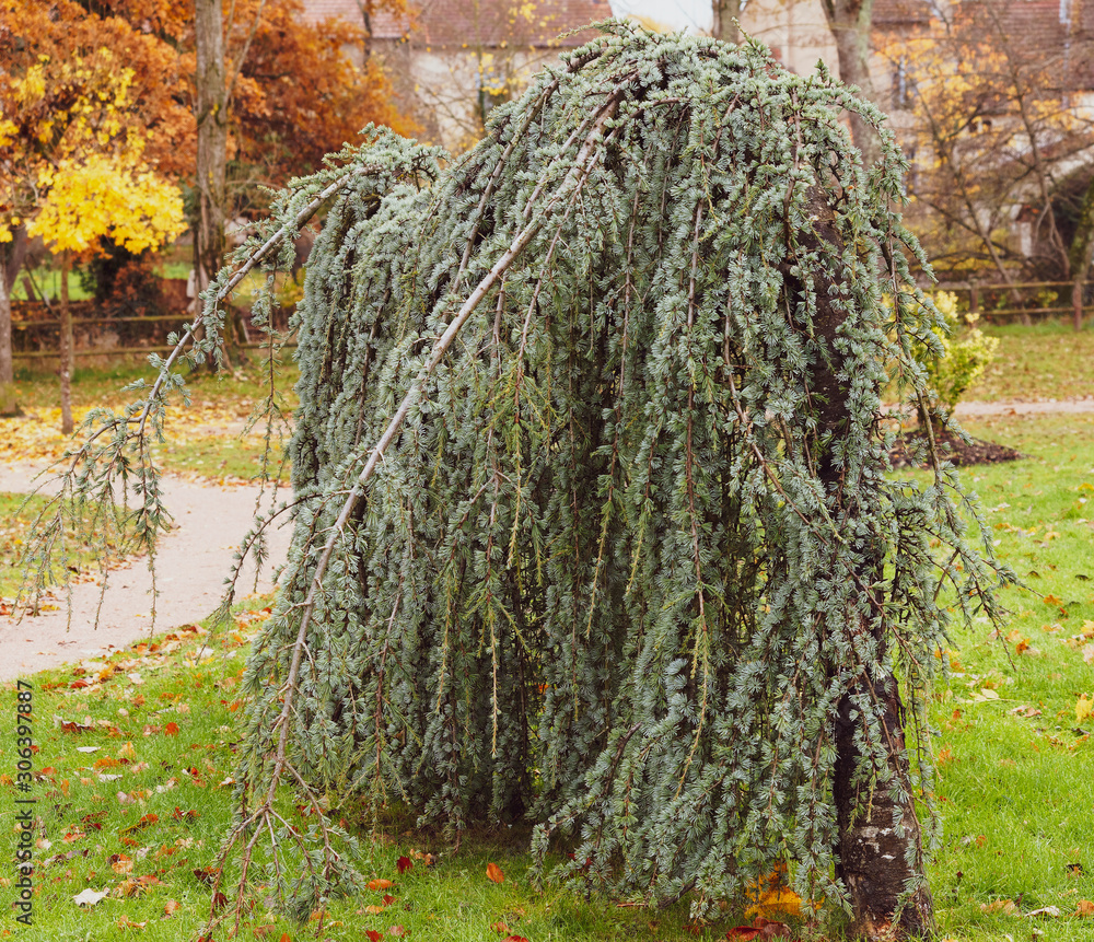 Quercus Palustris 39pendula39 Quercus Palustris 39pendula Visu 2 ...