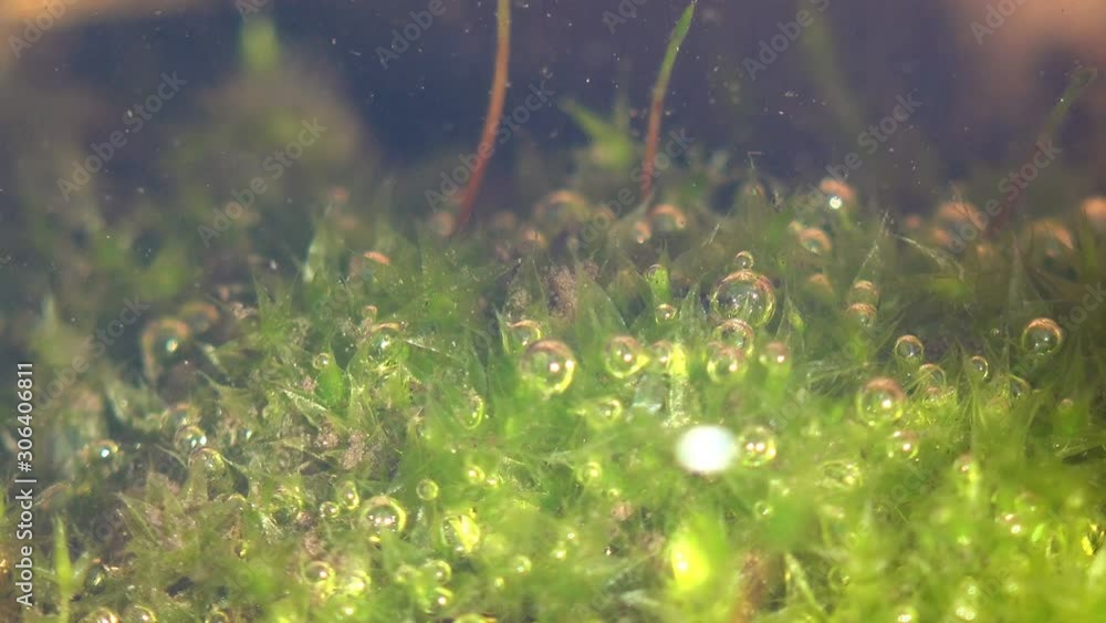 Vidéo Stock Daphnia magna is small planktonic crustacean and other ...