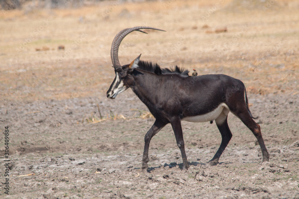 Sable antelope in the plains, Moremi game reserve, Botswana, Africa ...