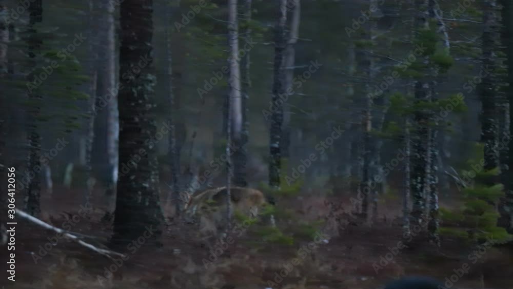 Wolf at night in the forest. Eurasian wolf, also known as the gray or ...