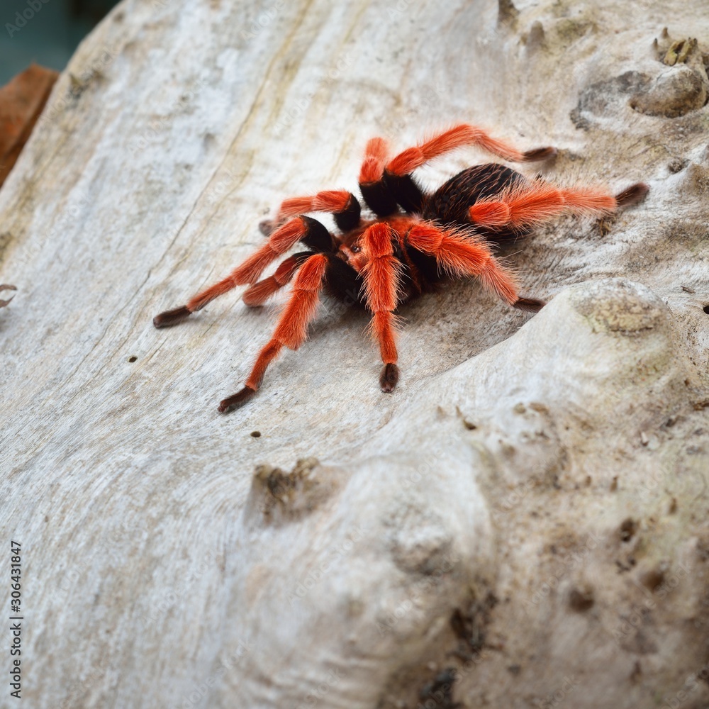Birdeater tarantula spider Brachypelma boehmei in natural forest ...