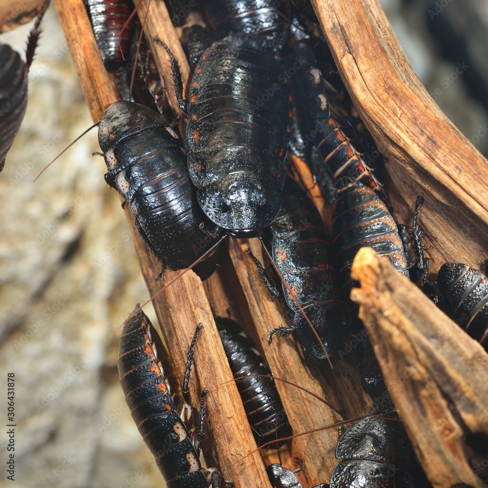 Black giant madagascar hissing cockroach group in natural environment ...