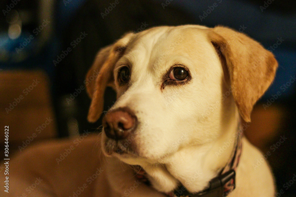 Beagle Lab Mix Puppies
