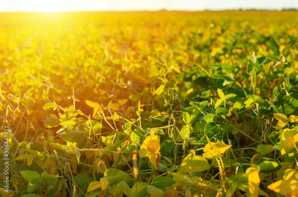 Soybean Field Background