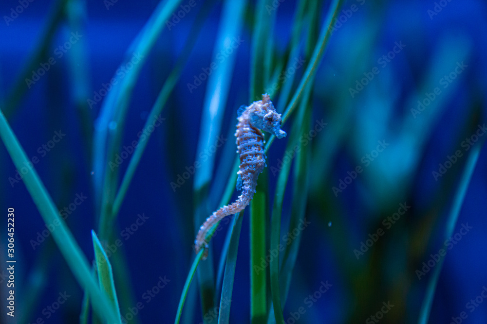 Dwarf Seahorse Stock Photo | Adobe Stock