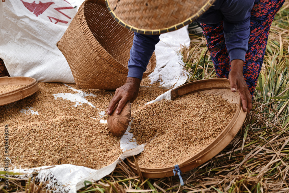 Hands of an old woman collects grain of ripe rice in field. Close-up. A ...
