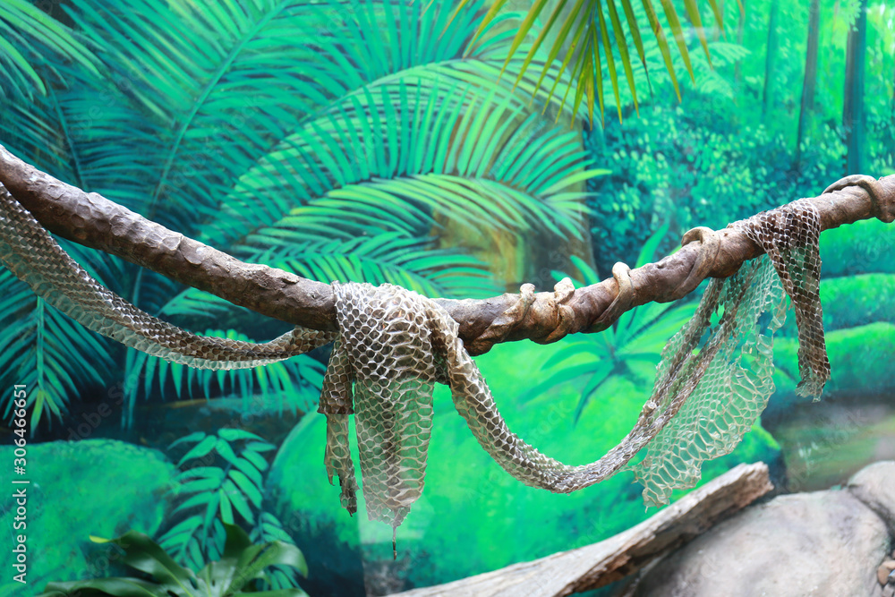 Snake - Molt: A regularly recurrent event during the activity period of ...