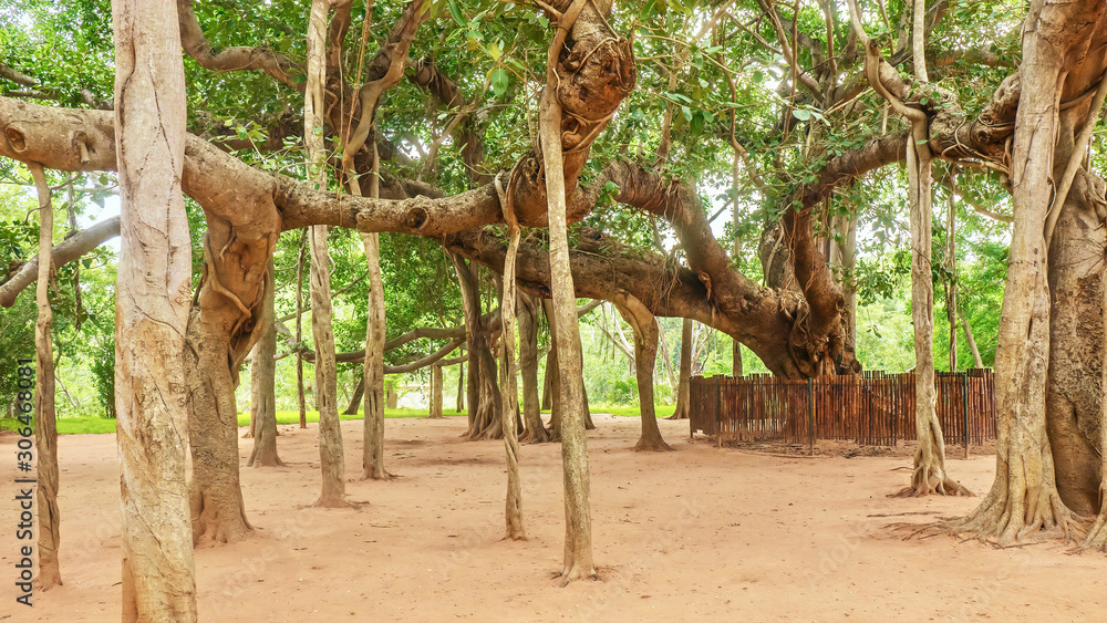 Prop Root Of Banyan Tree