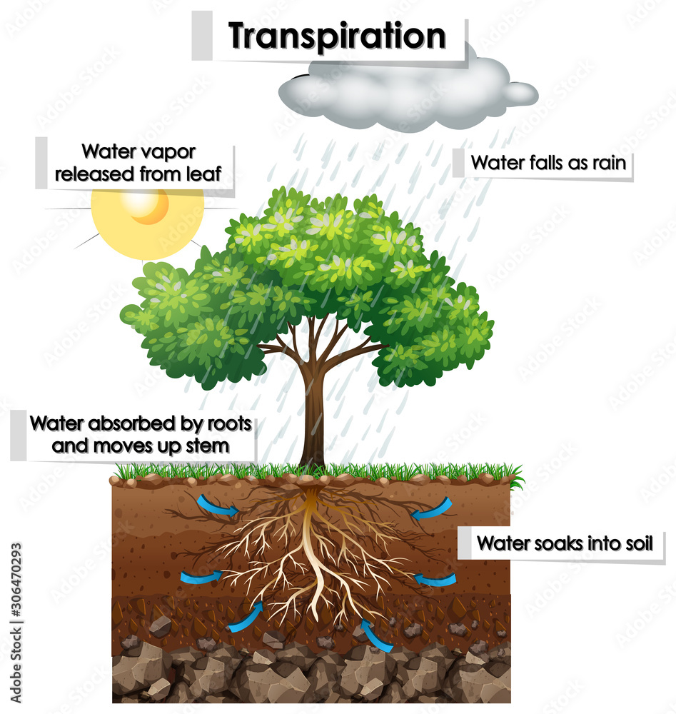 Diagram showing transpiration in plant Stock Vector | Adobe Stock