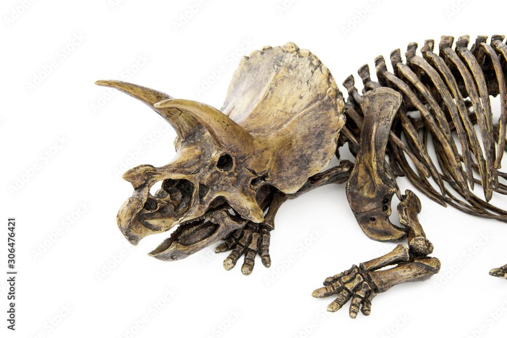 Fossil skeleton carcass of Dinosaur three horns Triceratops in position ...