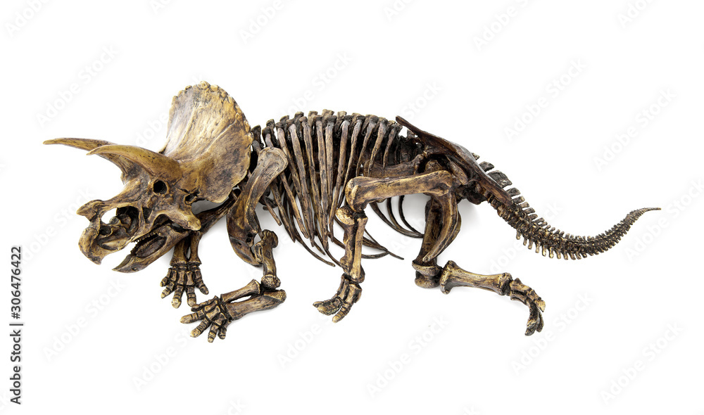 Dinosaur Carcass
