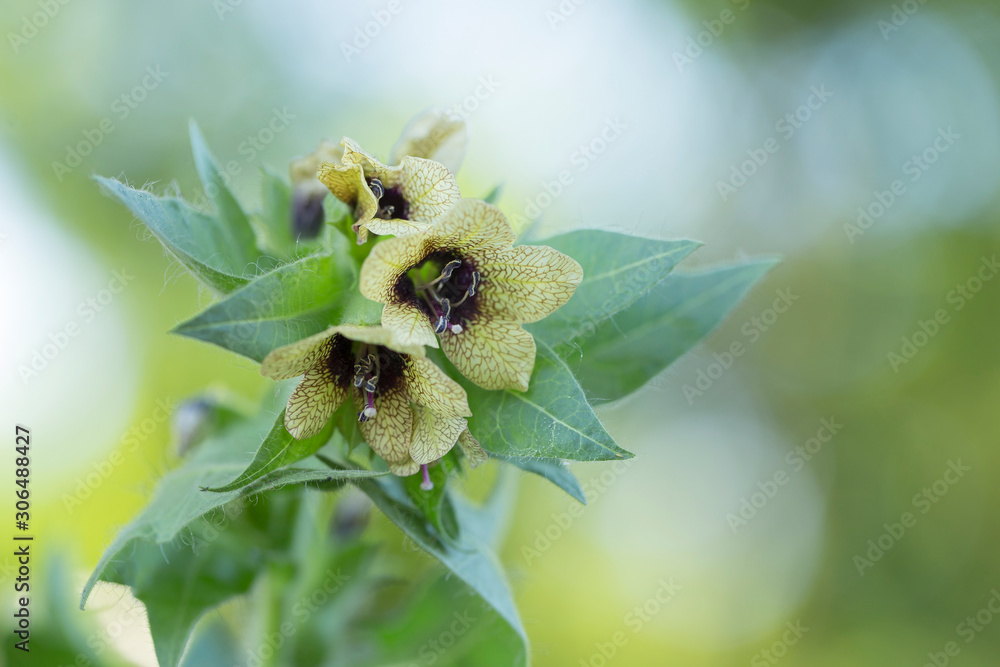 Hyoscyamus niger, commonly known as henbane, black henbane or stinking ...