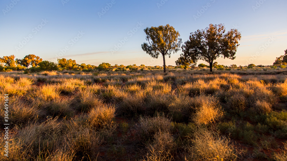 Late evening on the Australian bush Stock-Foto | Adobe Stock
